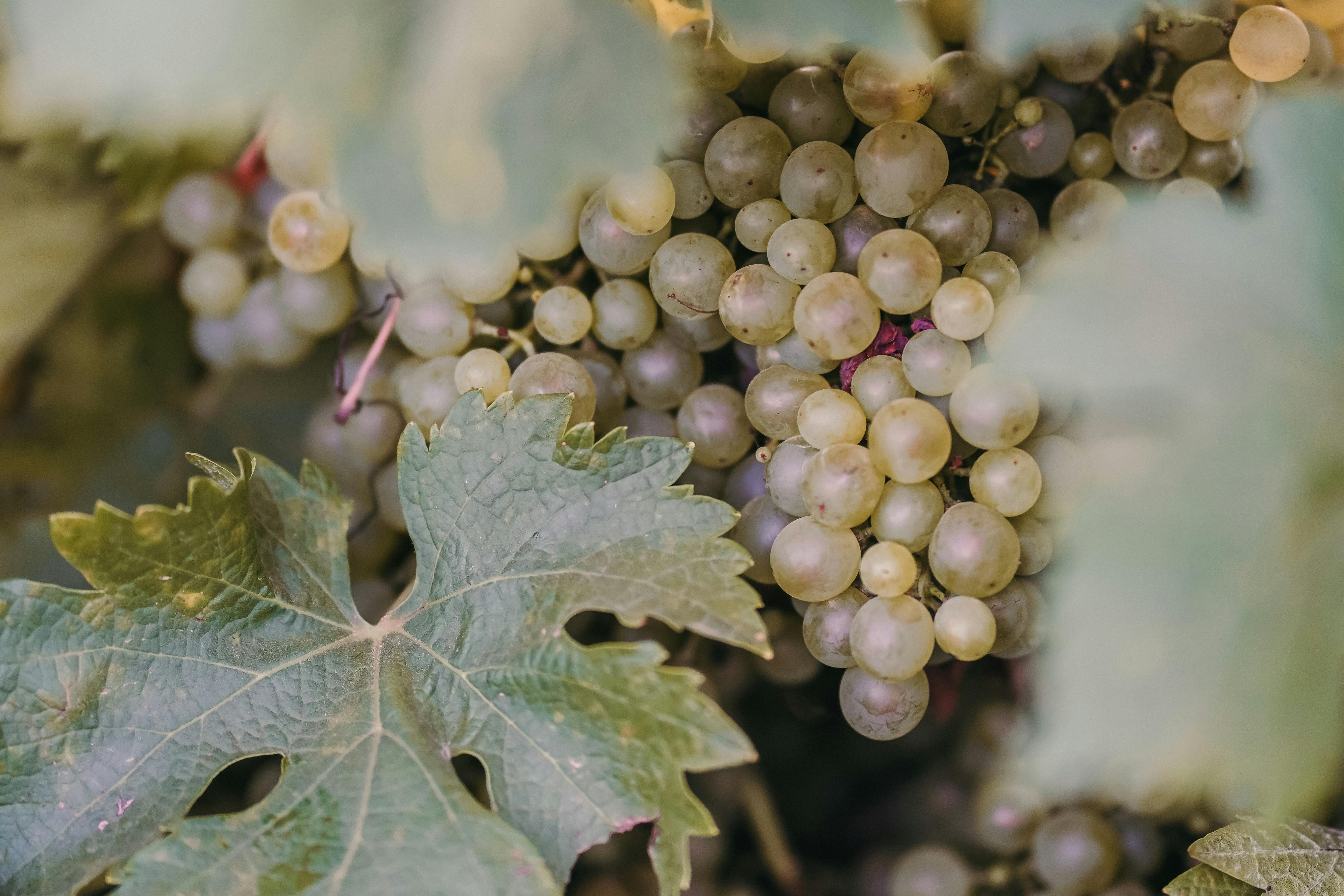 Lubbock: The Beating Heart of Texas Wine